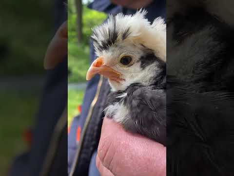 Chicken Beak Trim! #polishchicken #beaktrim