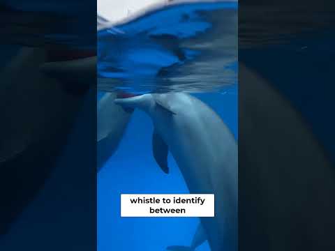 Dolphins have nicknames for each other.