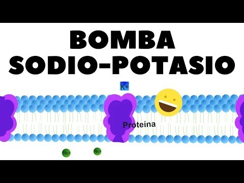 Transporte activo: bomba de sodio-potasio; explicado ✅