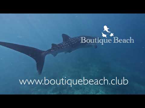 17.06.25 - Whale Sharks & Manta Rays. Dives at Dhigurah Arches & Maamigili Caves Maldives.