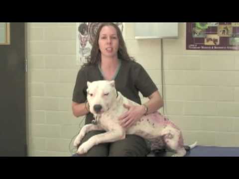 Veterinary Procedures - Obtaining a Fecal Sample