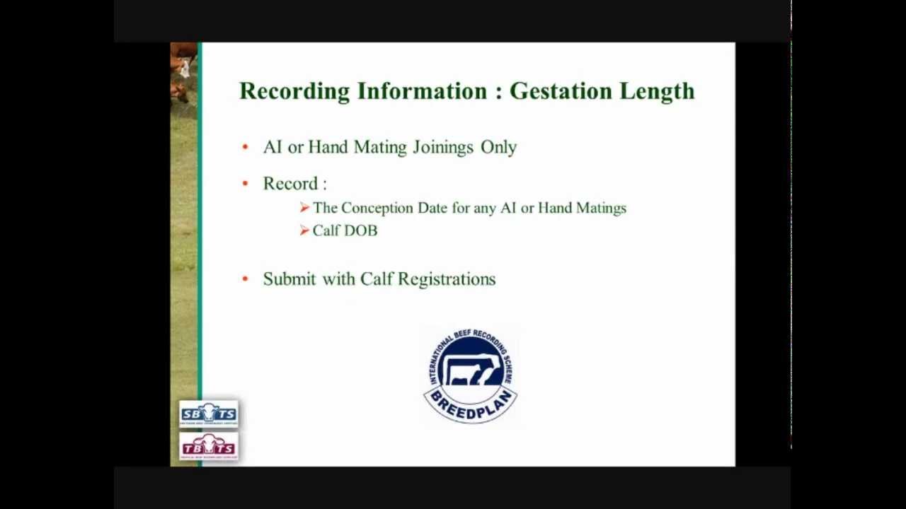 Understanding Gestation Length EBVs.wmv