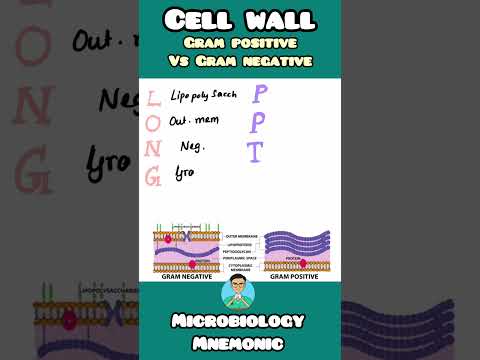 Gram Positive vs Gram Negative Cell Walls | Mnemonics for #usmle #neetpg #inicet #nclex #biology