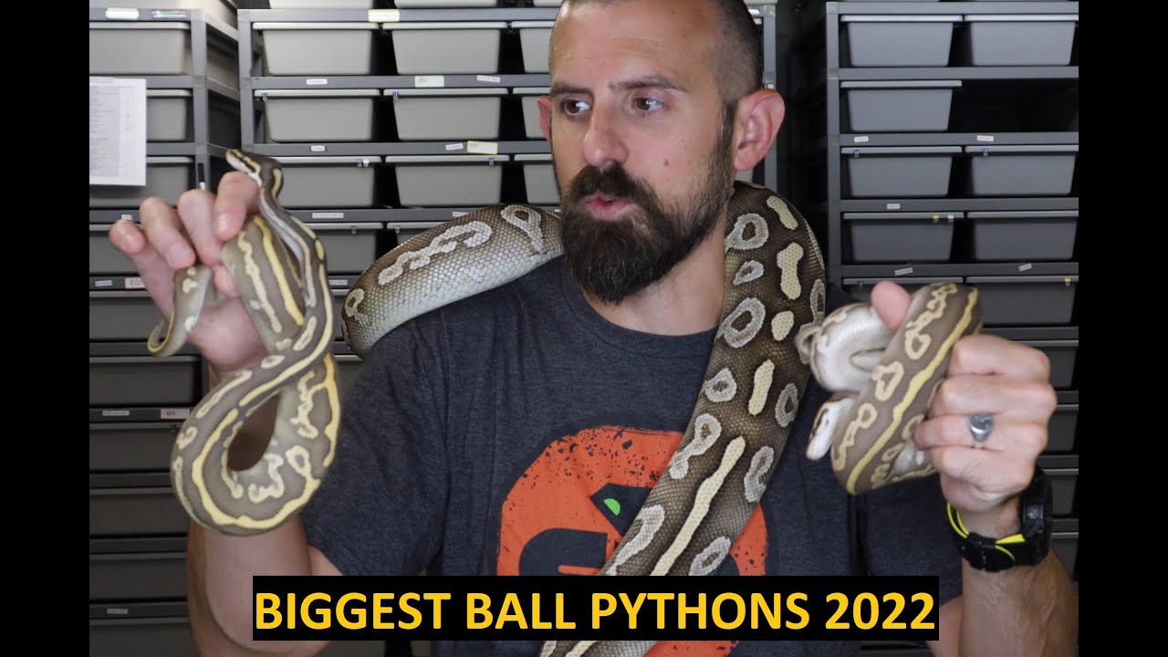 TOP 5 BIGGEST BALL PYTHONS 2022 EDITION