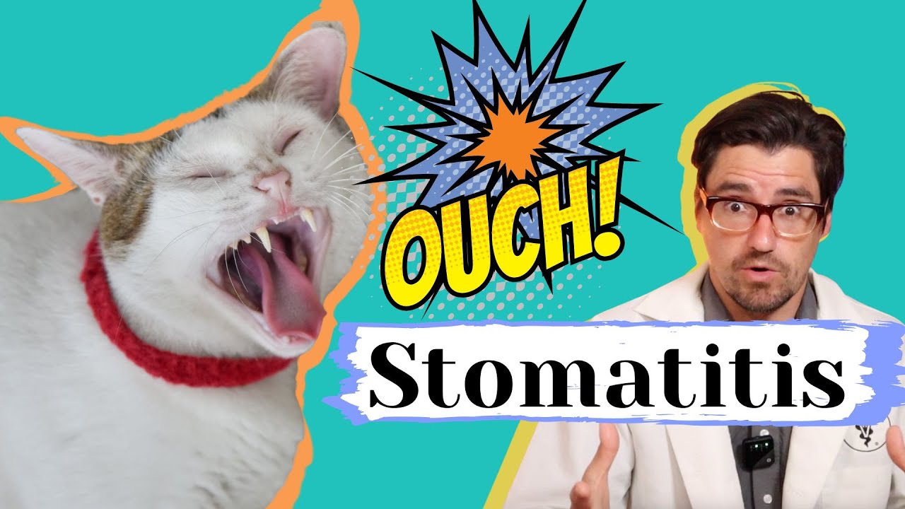 Does Your CAT have Stomatitis.  Treating Stomatitis.