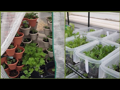 DOLLAR TREE'S GREENHOUSE HACK AND ALDI'S GREENHOUSE UPDATE. #aldishopping #dollartree #hacks