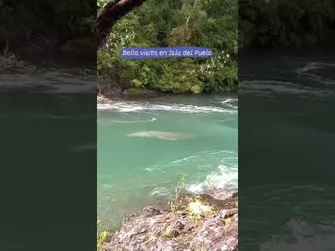 Beautiful Sea Elephant Seal Animals On Isla Del Puelo @isladelpuelo | Falcon Aquarium Services