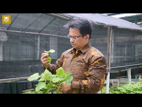 Innovative Technology to Extract Patchouli Oil