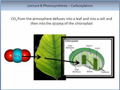 Lecture 8: Photosynthesis – The Carbon Reactions Part 1