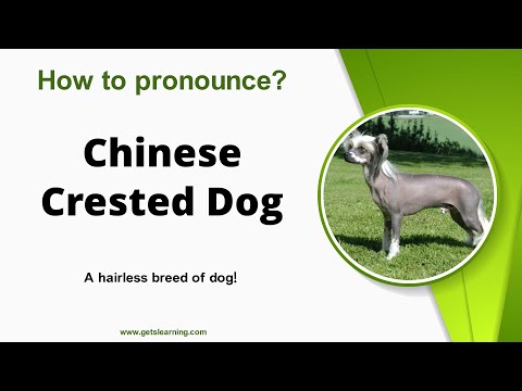 How to pronounce (Chinese Crested Dog) Correctly in English
