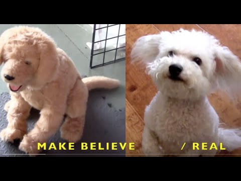 REAL or MAKE BELIEVE / FAKE / TODDLERS, PRESCHOOL, Kindergarten