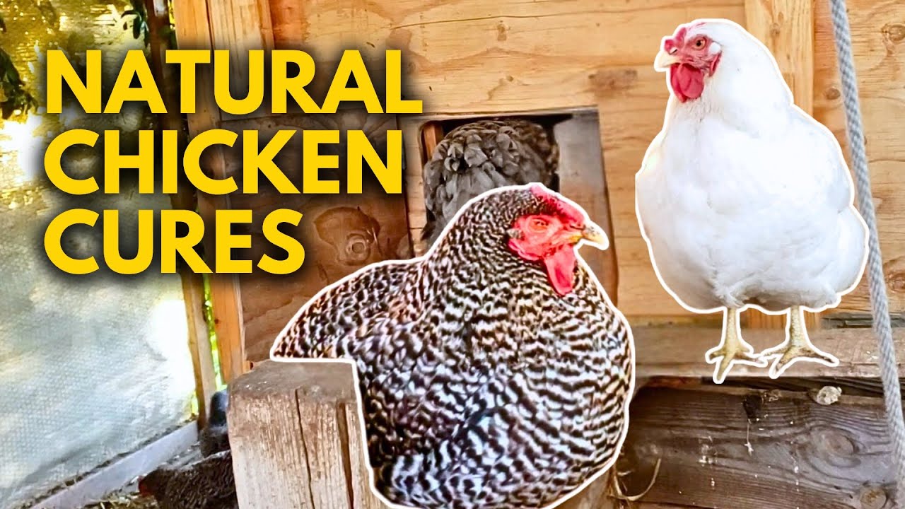 Is My Chicken Sick? How to Treat Chickens Naturally