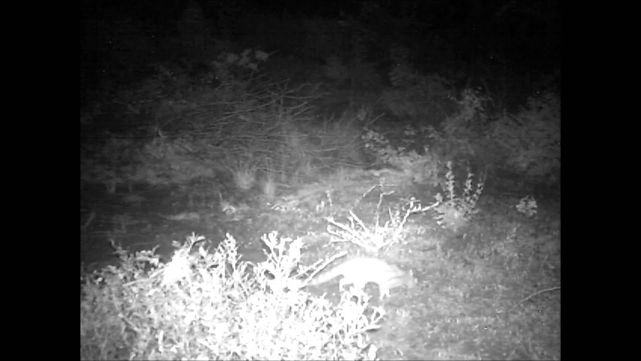 First try using the Minox DTC 600 Trail Camera