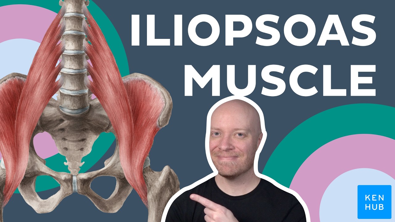 Iliopsoas muscle: Anatomy and function