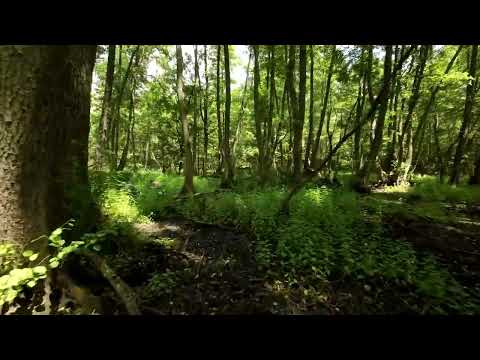 THE ENDless FOREST - a documentary - GlobalGiving