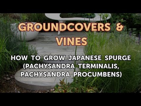 How to Grow Japanese Spurge (Pachysandra Terminalis, Pachysandra Procumbens)