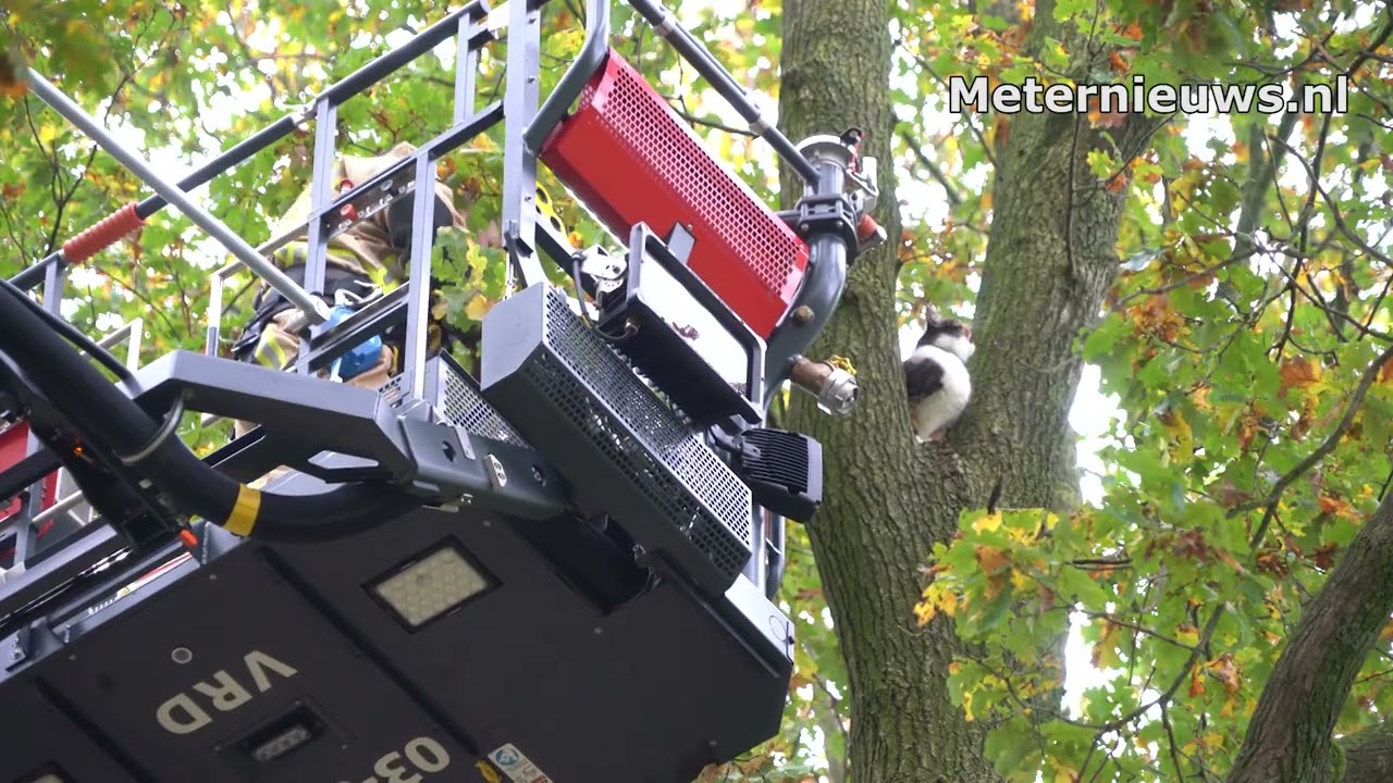 Kat springt uit zes meter hoge boom. Brandweer nakijken(Video)