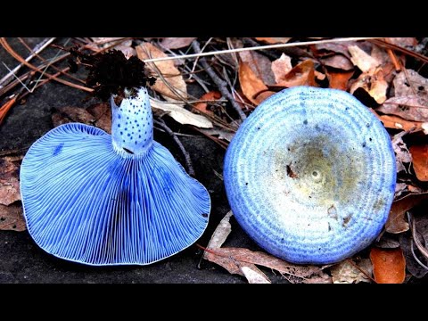 Indigo Milk Cap (Lactarius indigo)