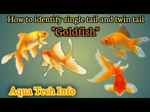 #167. How to identify single tail and twin tail Goldfish.