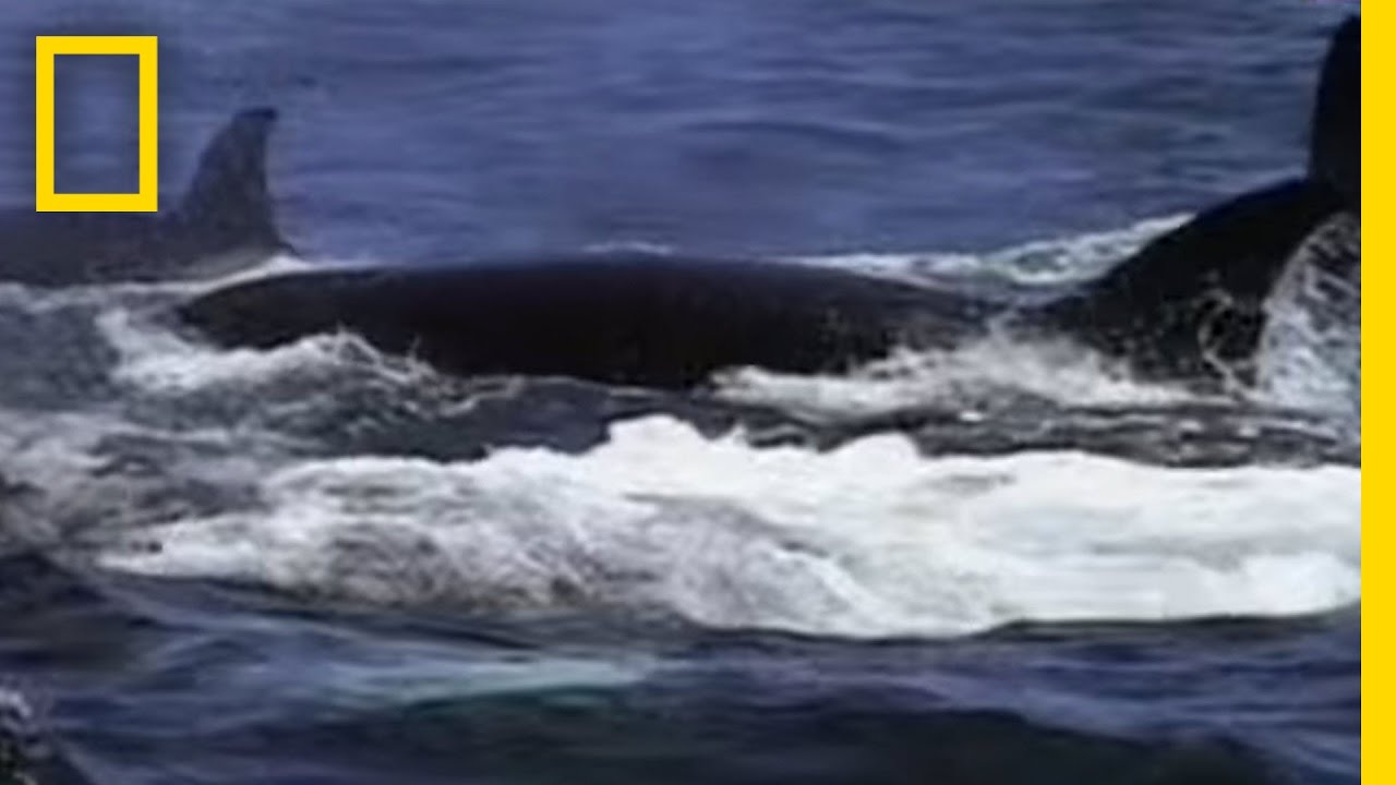 Whale Migration Marathon | Animal Winter Games