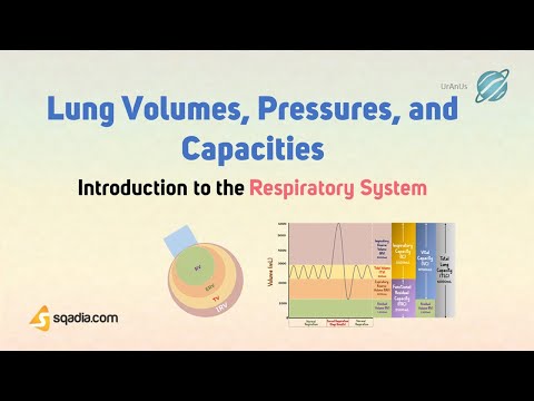 Introduction to the Respiratory System | Lung Volumes, Pressures and Capacities Physiology