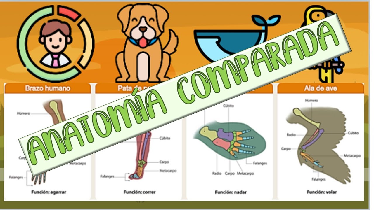 Anatomía comparada