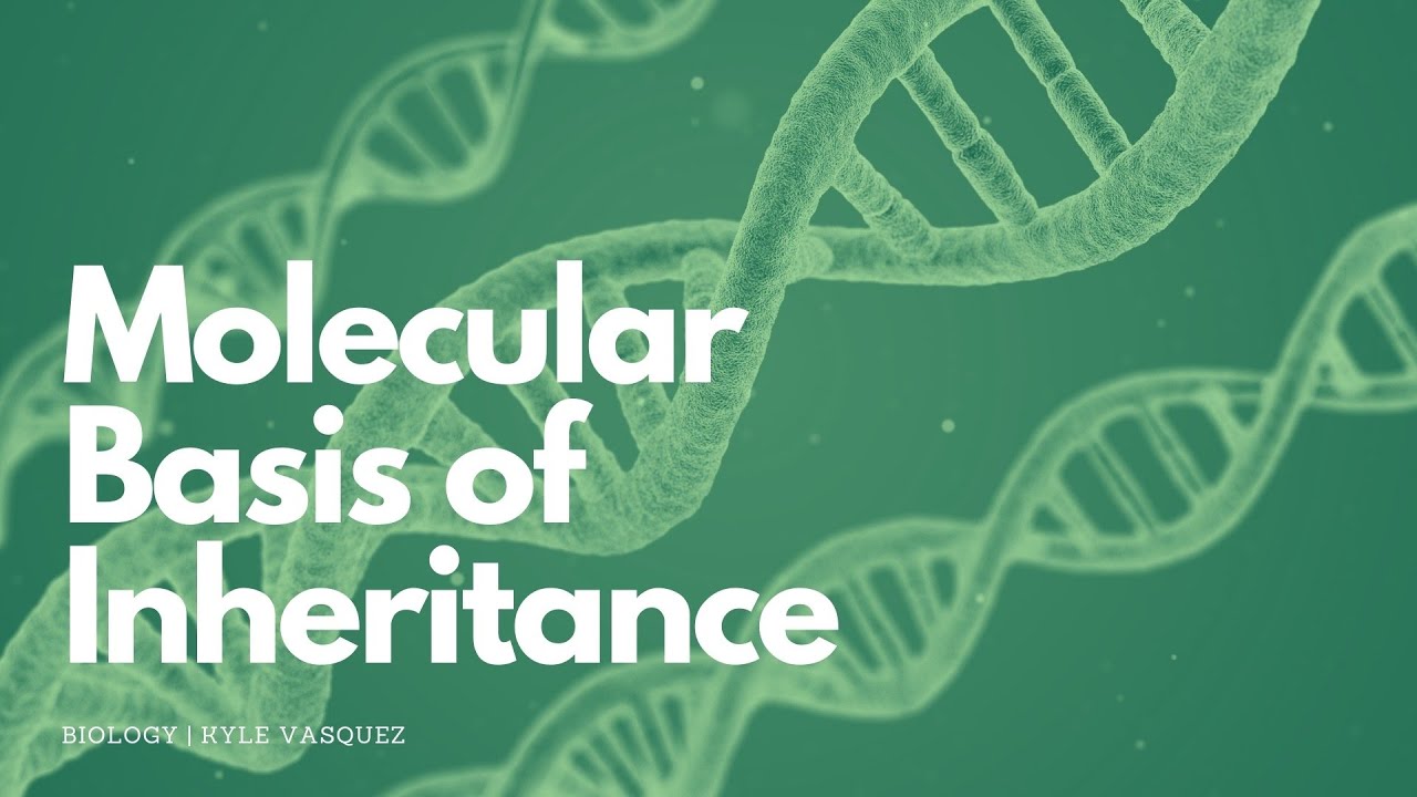 Understanding the Molecular Basis of Inheritance | Galaxy.ai