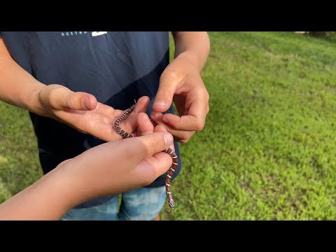 Juvenile Eastern Milk Snake Lampropeltis triangulum triangulum