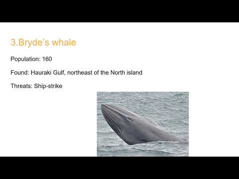 Top 5 Endangered NZ Animals