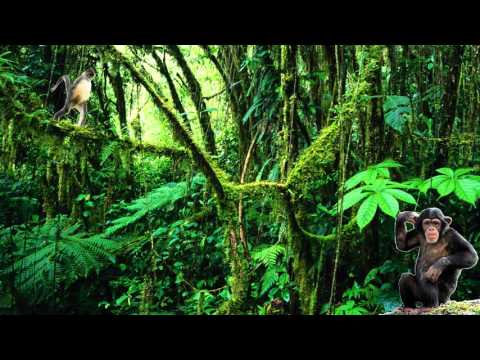 Steam Community :: Video :: Monkey Army Begins