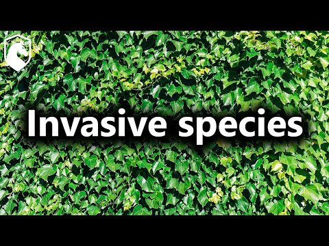 How do you define an invasive species? (from Livestream #142)