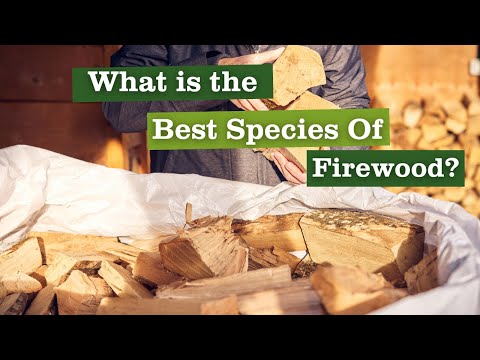What Is The Best Species of Firewood? Your British firewood Species Explained.