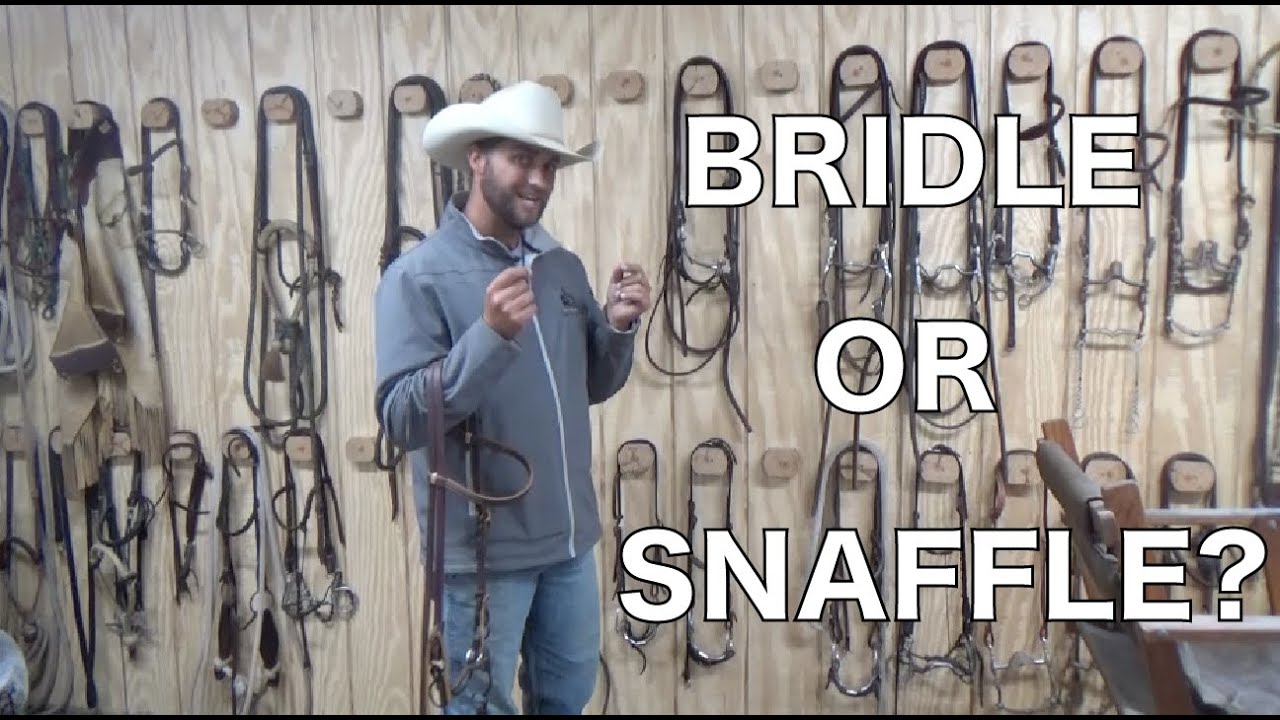 Bridle VS Snaffle | Something You May Not Know