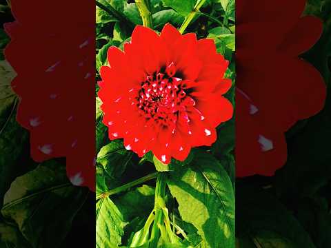 How to grow Red Dahlia flower in winter garden 17 January 2025