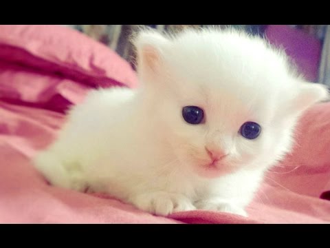 Assorted Baby Animals – Lee Duigon