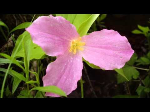 Pink Trillium For Sale