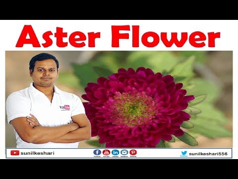 Aster Flower or Genus | Aster Perennials Flower