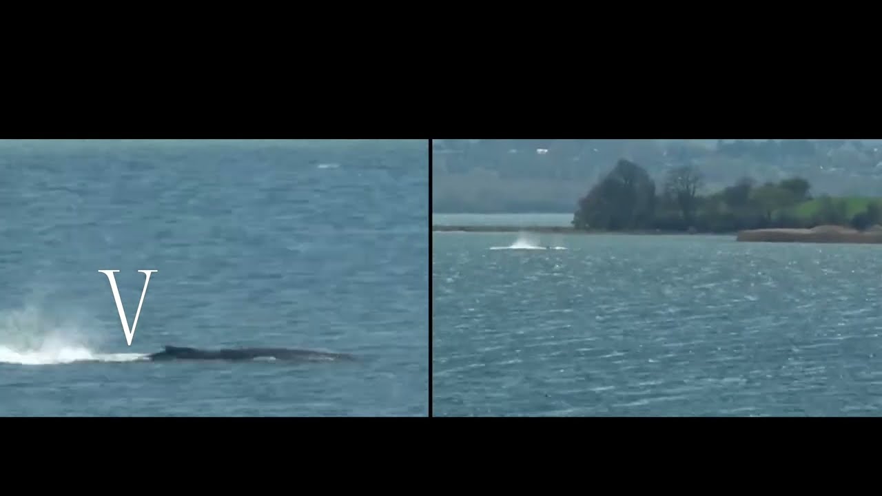 Der gestrandete Buckelwal bei Insel Poel Gewicht und Power Zeitlupe und Vorstellung einer Rettung?