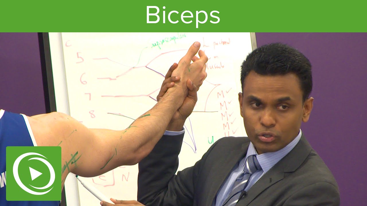 Biceps: Anatomy, Structure & Function  – MRCS | Lecturio