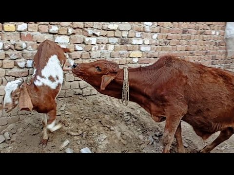 cow breast feeding milk today | milk animals babyq | Nikka Haji