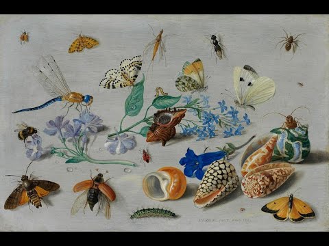 Guided Looking Video: Mini beasts