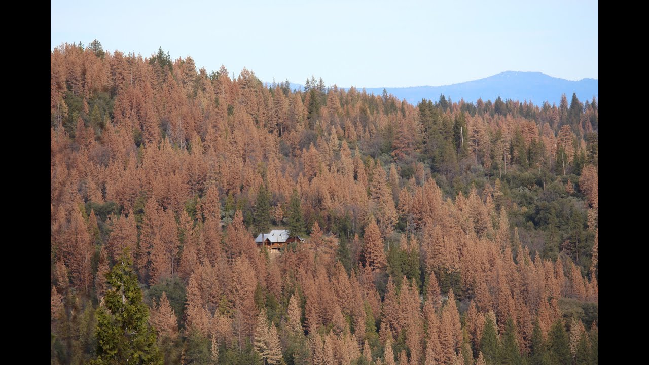 Tree Mortality: 29 Million and Counting