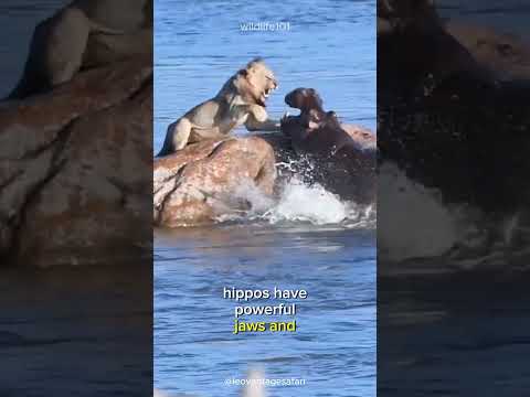 River Giants of Africa #shorts