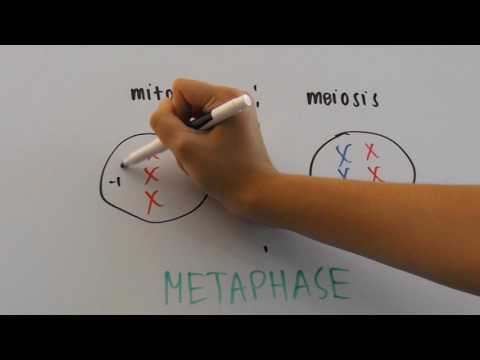 Comparison of Mitosis and Meiosis