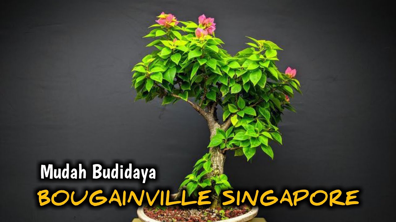 Singapore bougainville cuttings way, 100% successful