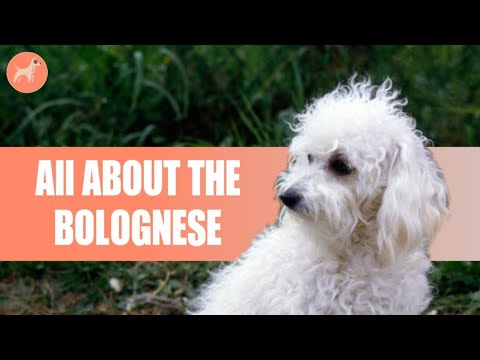 Bolognese: Dog Breed Information