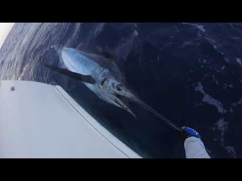 Blue Marlin in Northeast Canyons