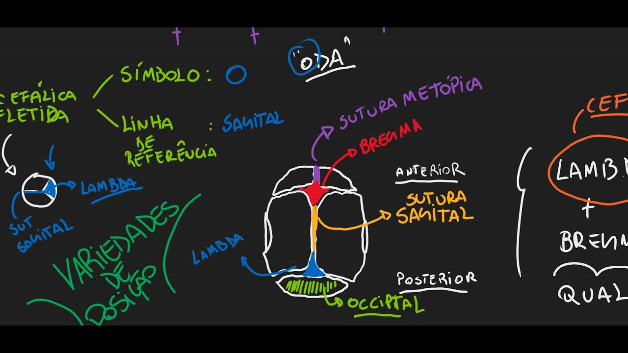 Estática Fetal 2 - As Variedades de Posição