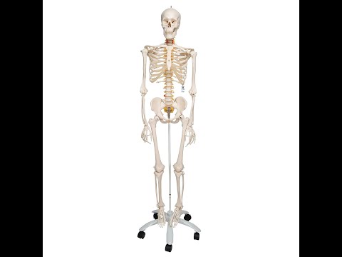Lab 4.01 - Bones of the Upper Limb