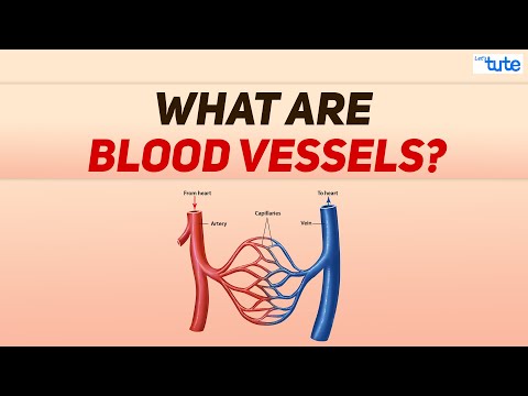 What are Blood vessels? | Blood Circulation in Human being | Biology | Letstute